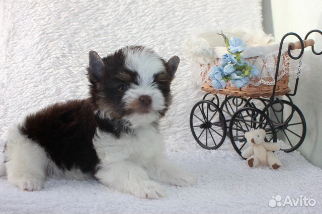 Такого ни у кого нет, будет только у Вас