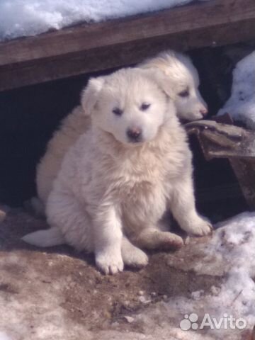 Добрые щеночки ищут свою семью