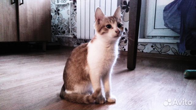 Ласковая кошечка
