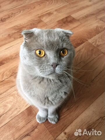 Котейка шотландский вислоухий