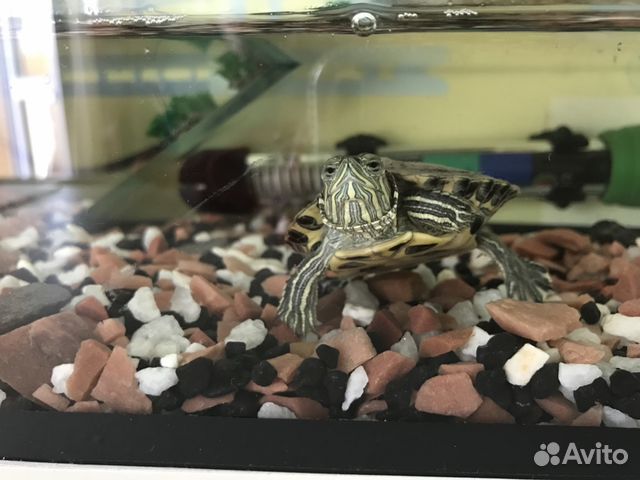 Красноухая Черепаха с аквариумом и обогревателем