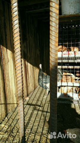 Семья индюков