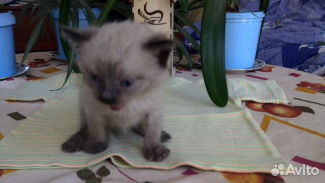 Отдам в хорошие руки