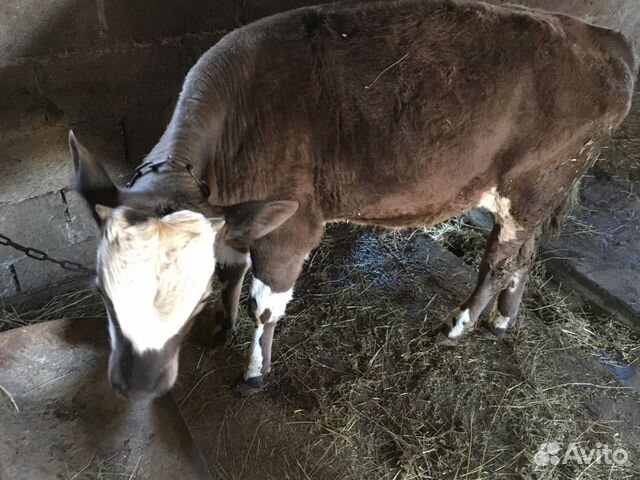 Бычок 3,5 месяца