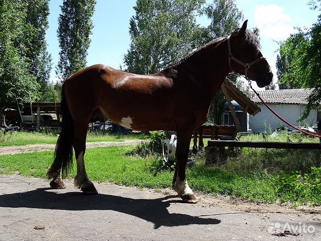 Жеребец владимировской тяжеловозной породы