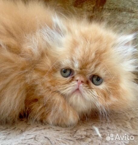 Персидская рыжая куколка