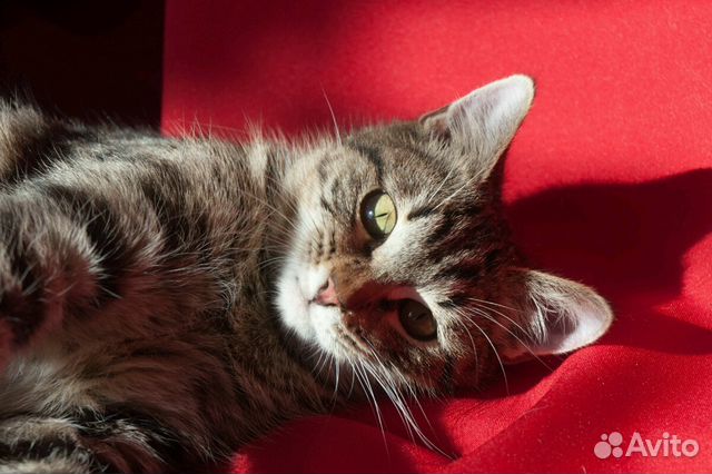 Котенок Тимофей в самые добрые руки