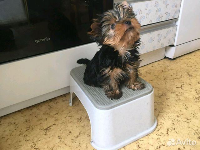 Йоркширский терьер