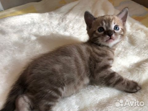 Угольный минк