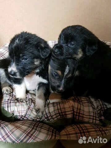 Щенки 1,5мес девочка и 2 мальчика в дар