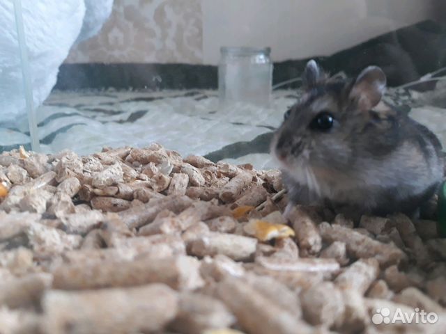 Джунгарский хомяк