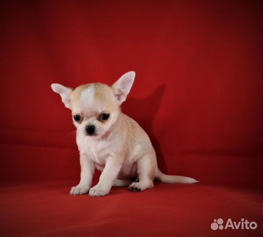 Супер красотка, мордочка бебифейс