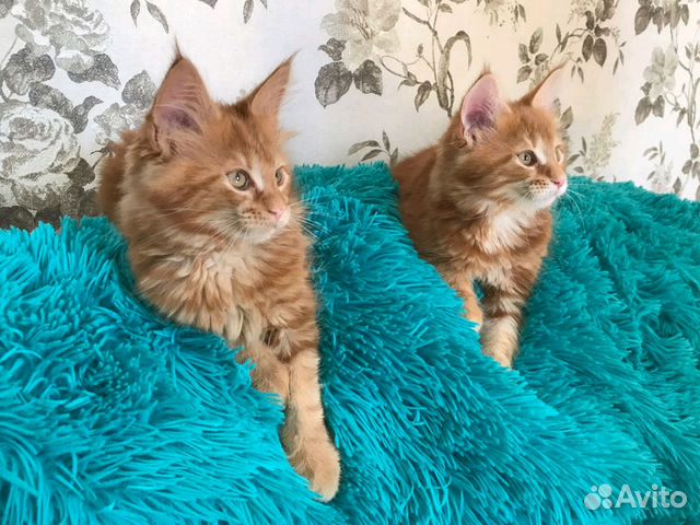 Кунята