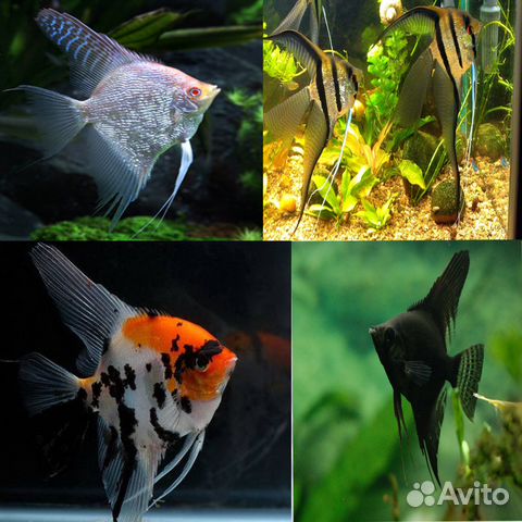 Аквариумные рыбки доставка
