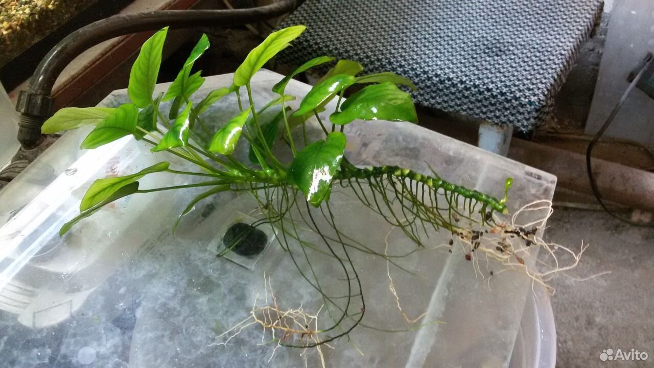 Анубиас Бартера