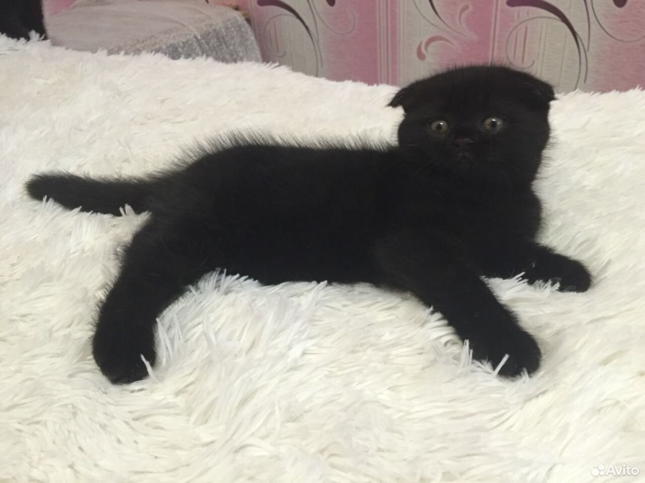 Шотландские вислоухие котята