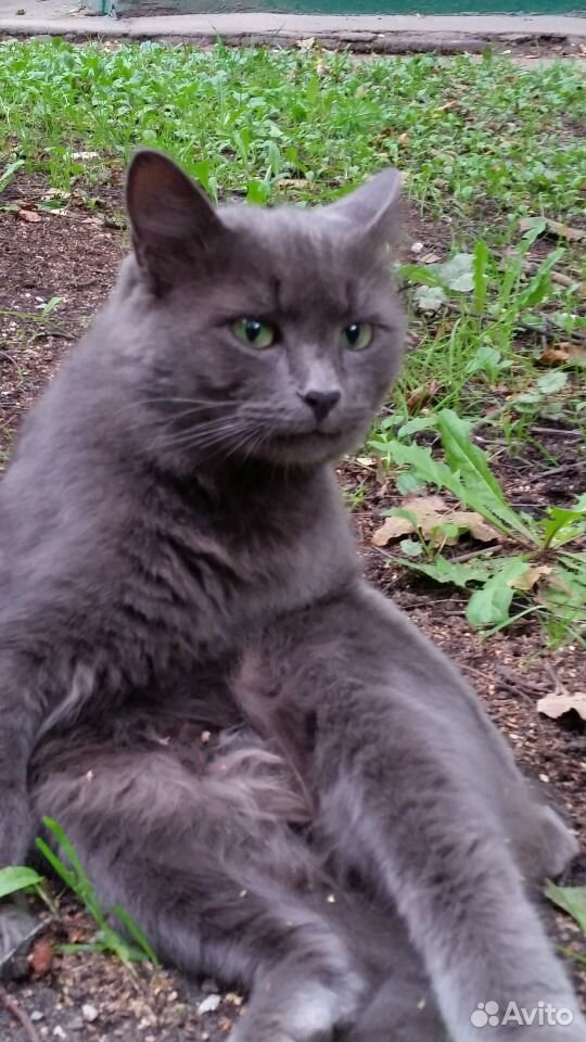 Порода нибелунг красавец-мужчина Сеня