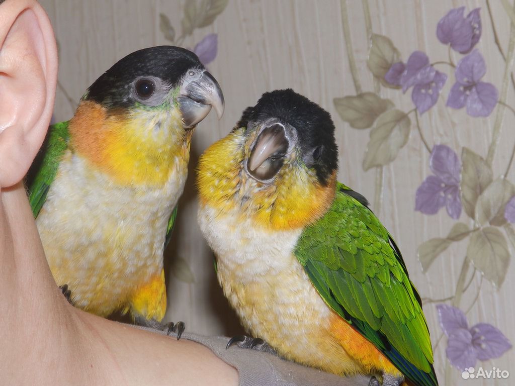 Каик черноголовый, птенцы