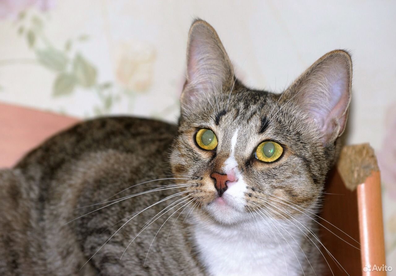 Красивая кошечка Китти