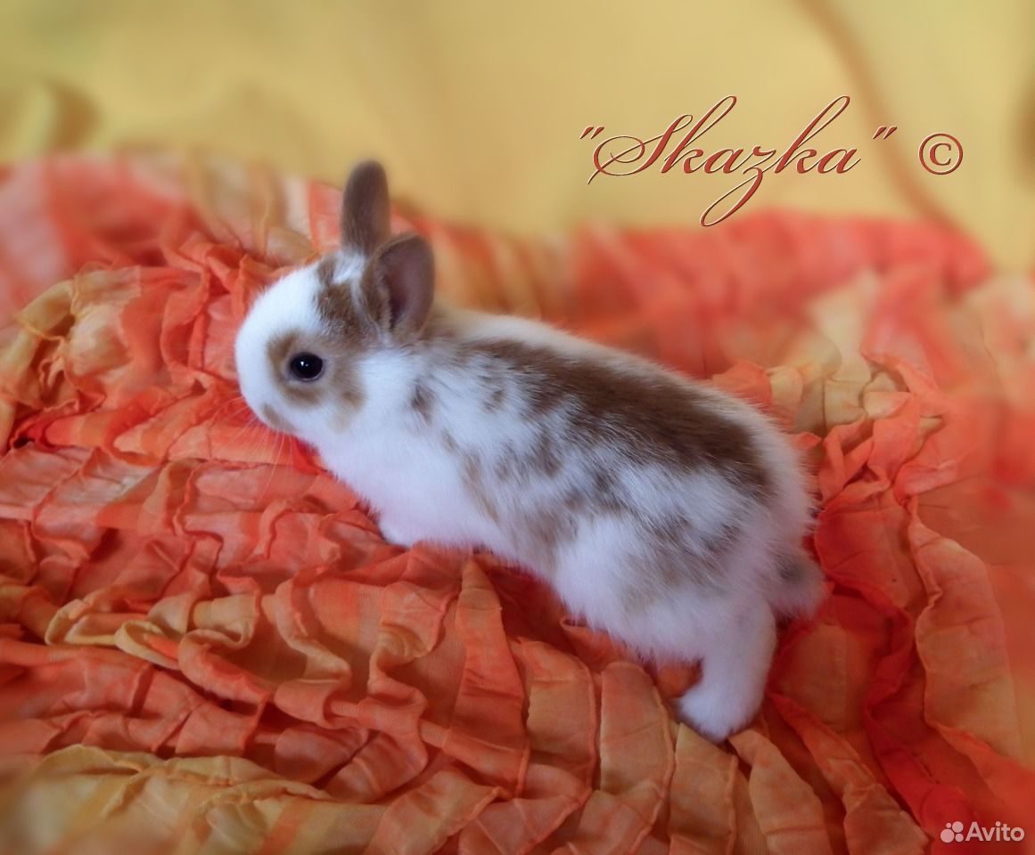 Мини крольчата. Породный питомник