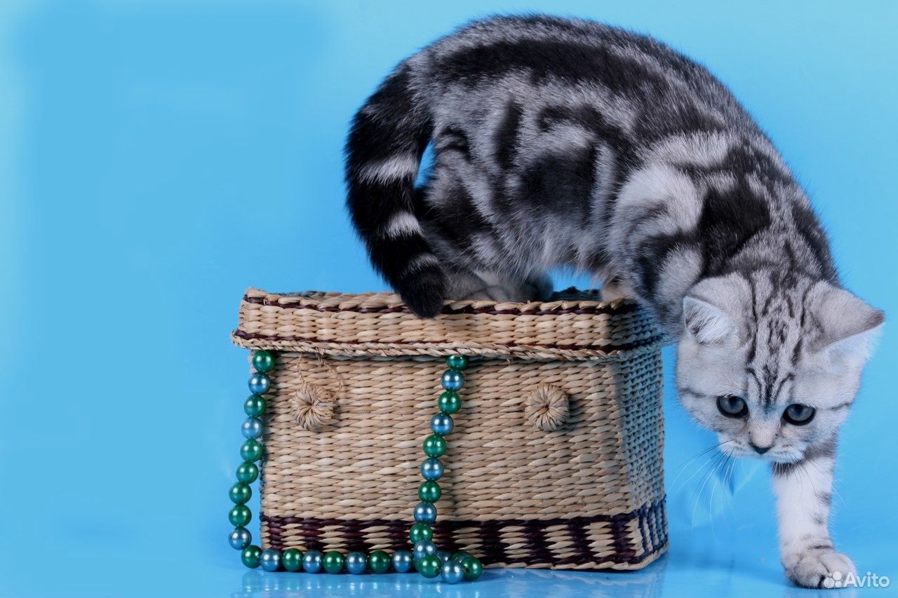 Супер мраморные котик и кошечка