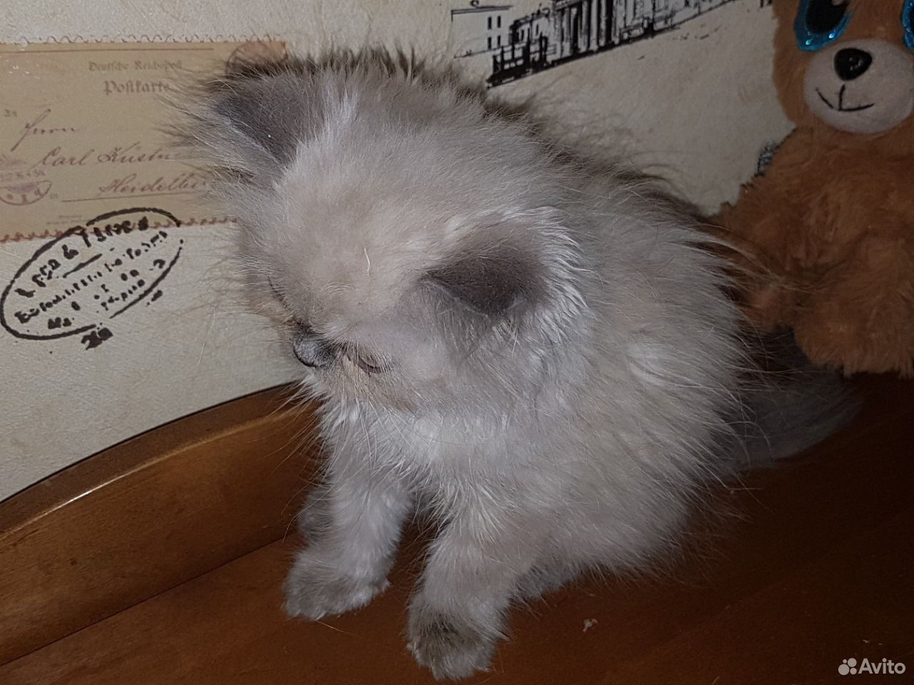 Персидская красавица