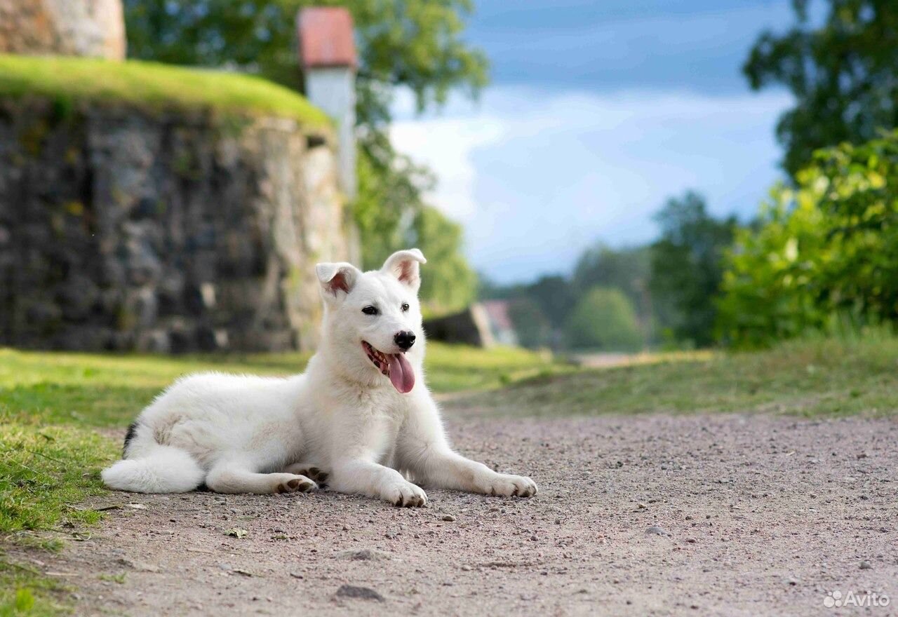 Белоснежный щенок Билли