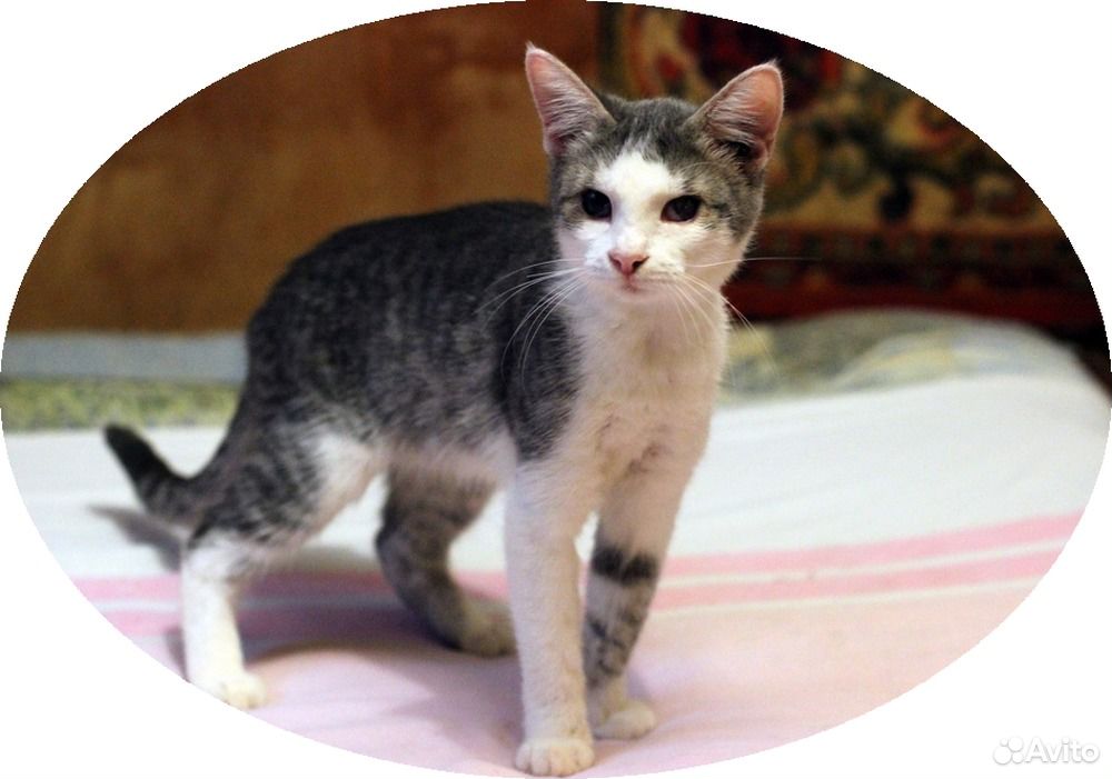 Роскошная, "сладкая" девочка Мурка в добрые руки