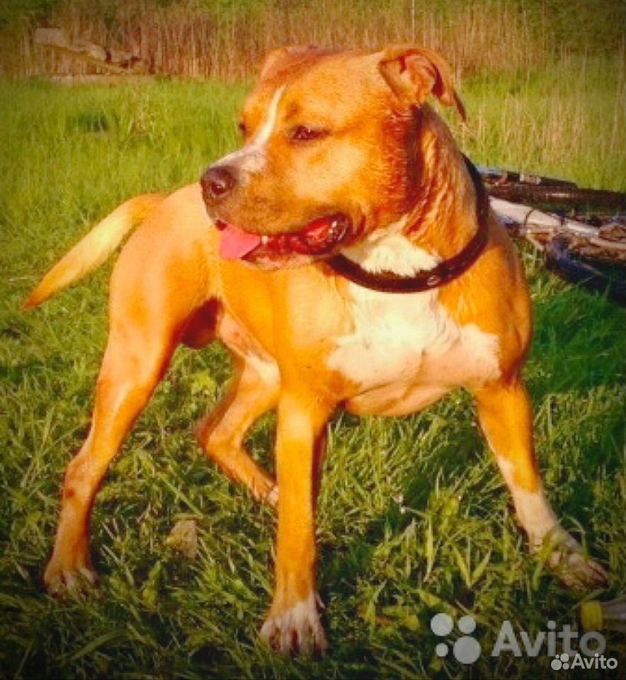 Вязка Ам.стаффордширский терьер амстафф стафф случ