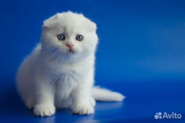 Артемос и Амелис