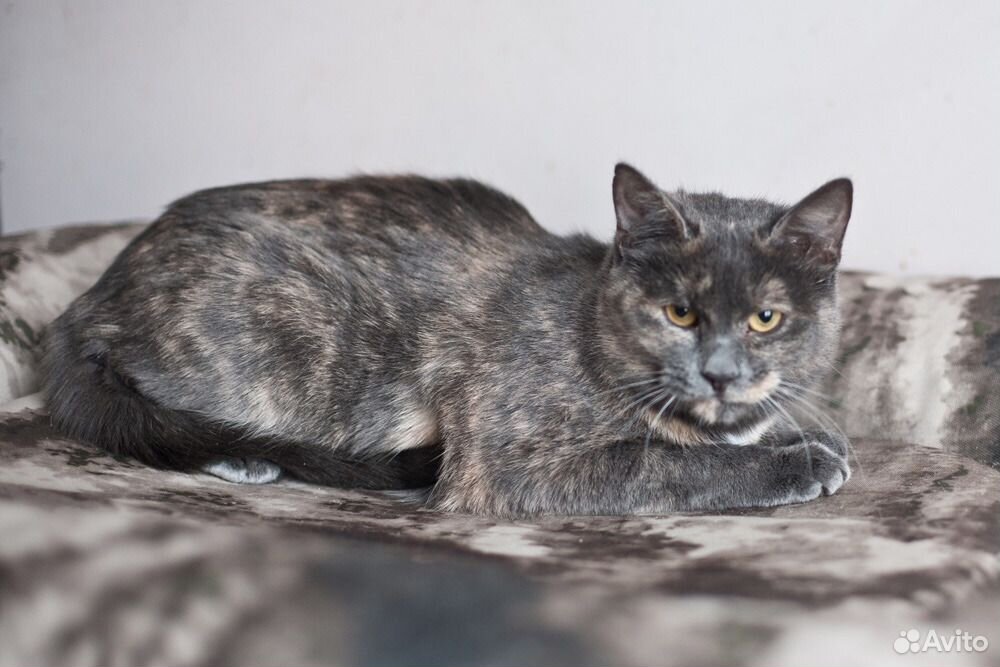 Кошечка Боня (девочка, год и два месяца), ищу дом