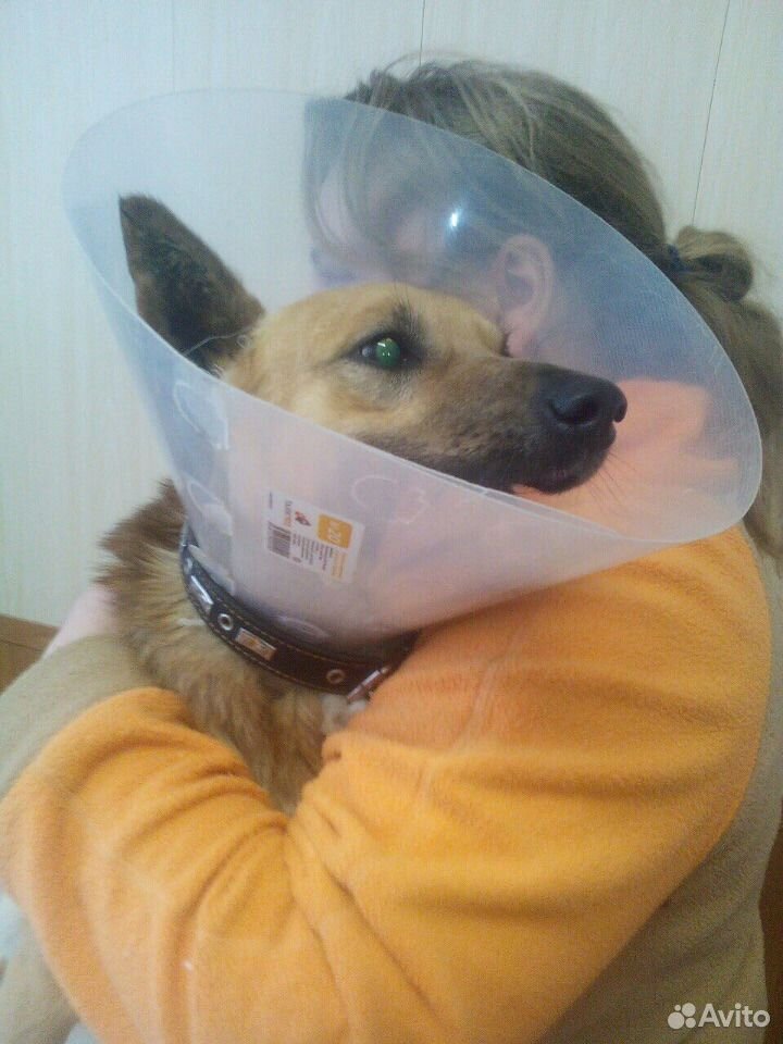 Добрый несчастный пес в дар