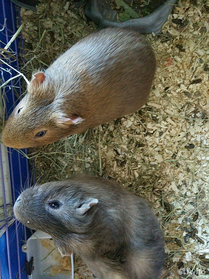 Морские свинки