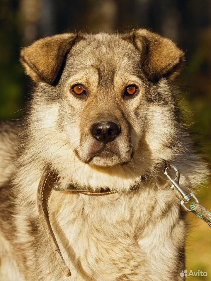 Пёс Барон в надежные руки