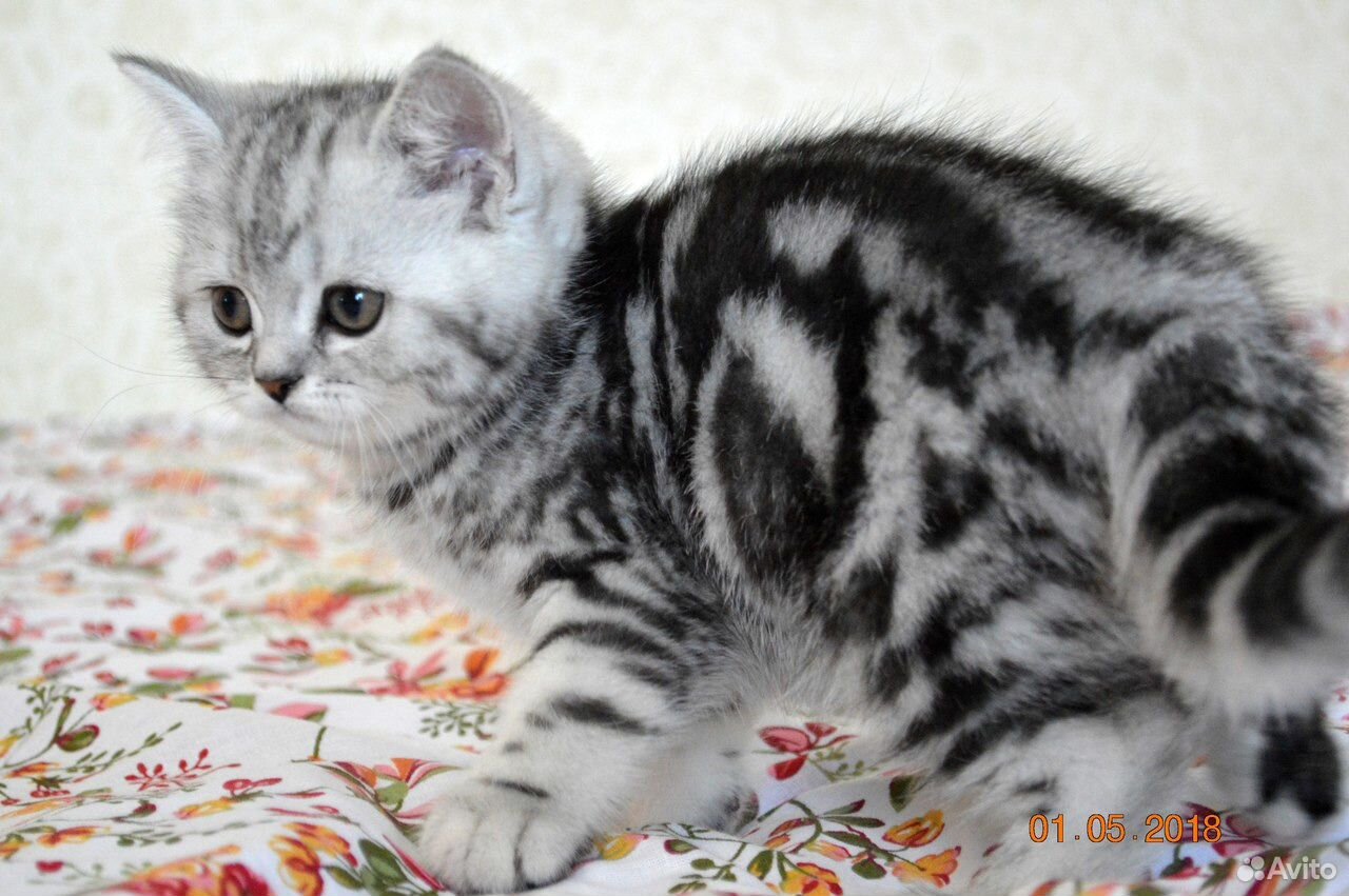 Британцы из питомника