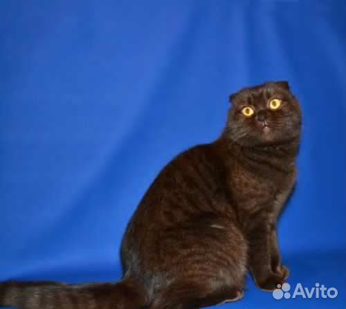 Вислоухий скотишфолд. Шоколадный