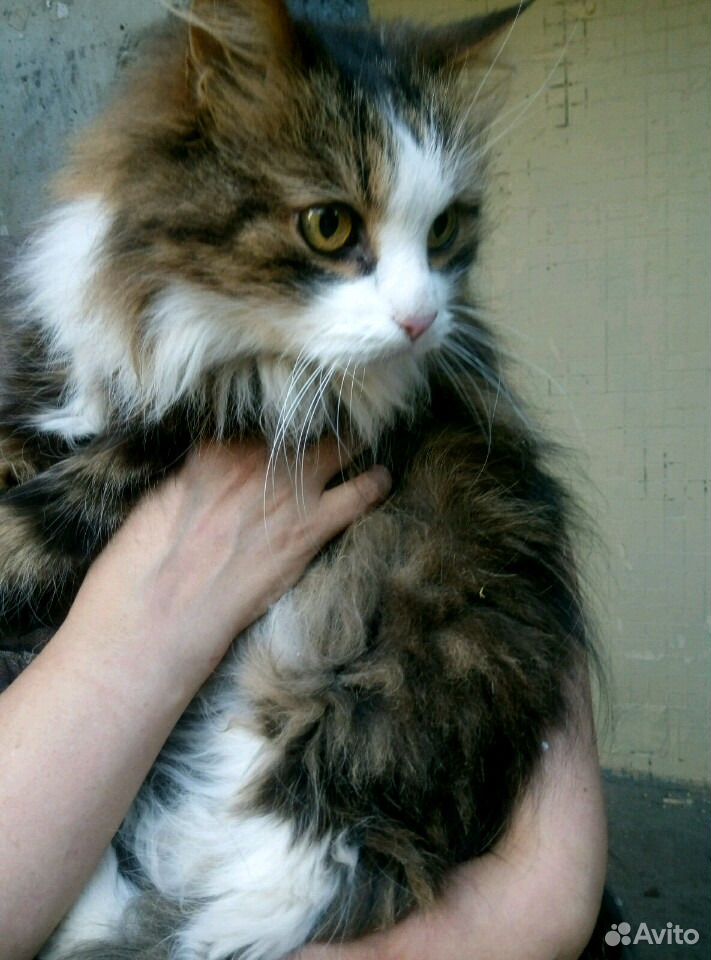 Кот сибирский