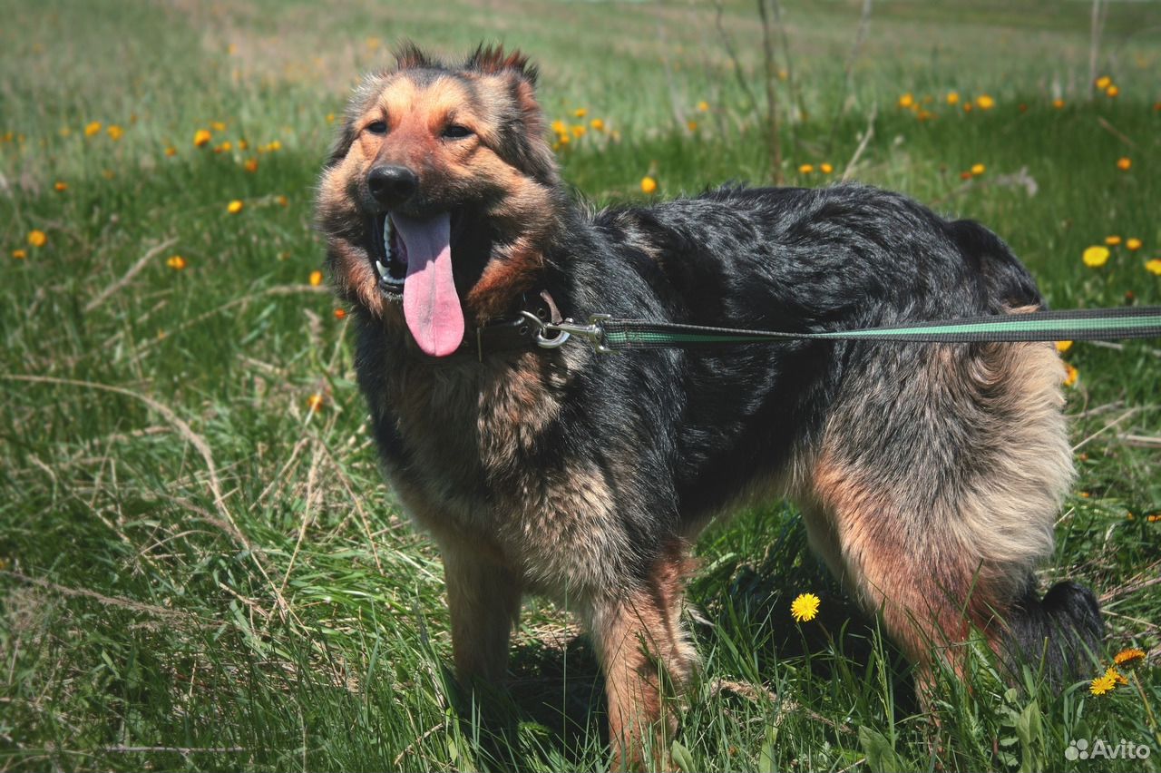 Маришка в добрые руки