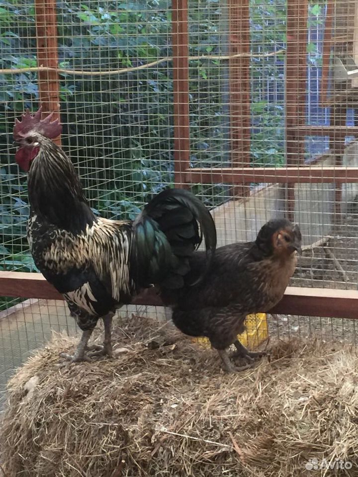 Семьи китайских пород кур