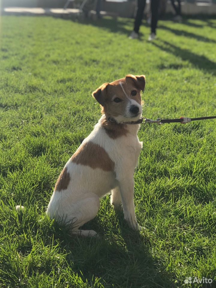 Парсон Рассел Терьер для вязки