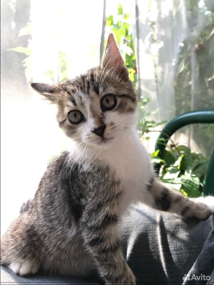 Котёнок мальчик