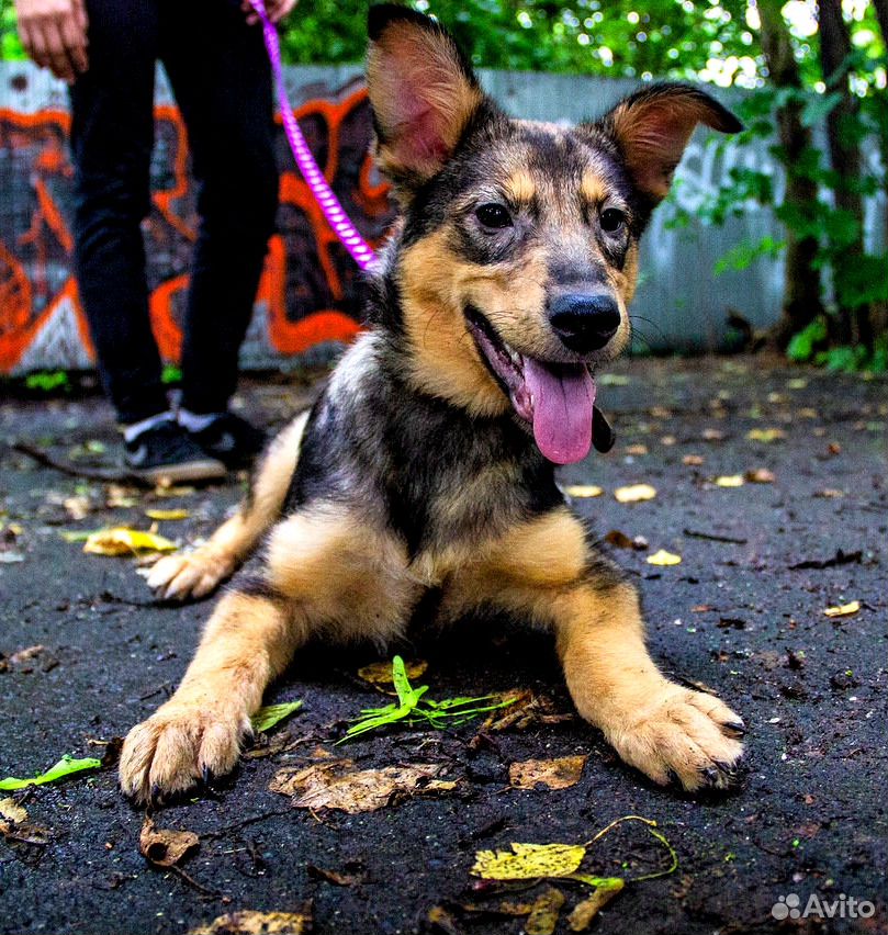 Овчаристое чудо в дар