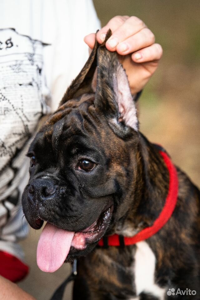 Тигровый щенок боксера племенного разведения