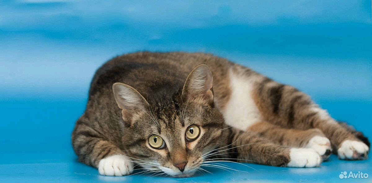 Котик Бакстер в добрые руки