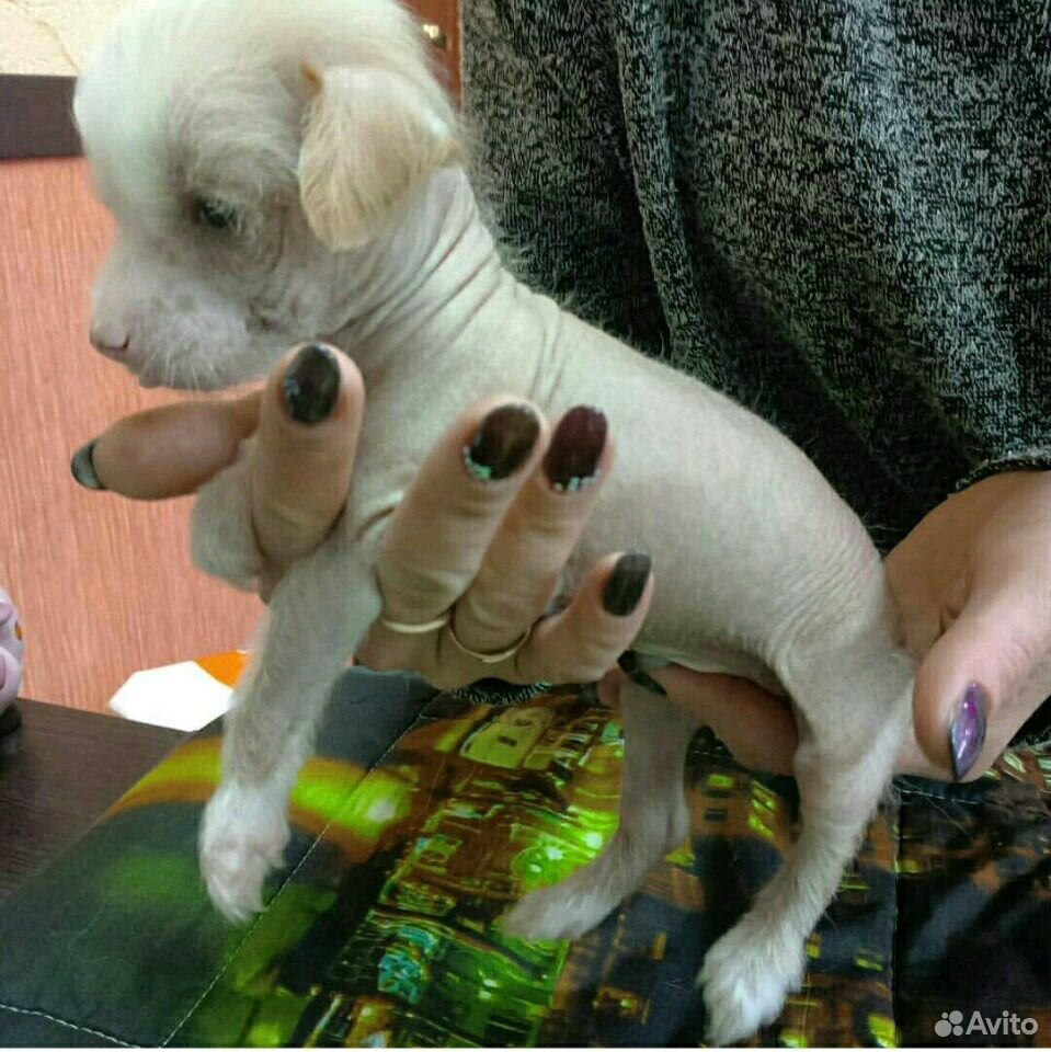 Китайская хохлатая собака щенки