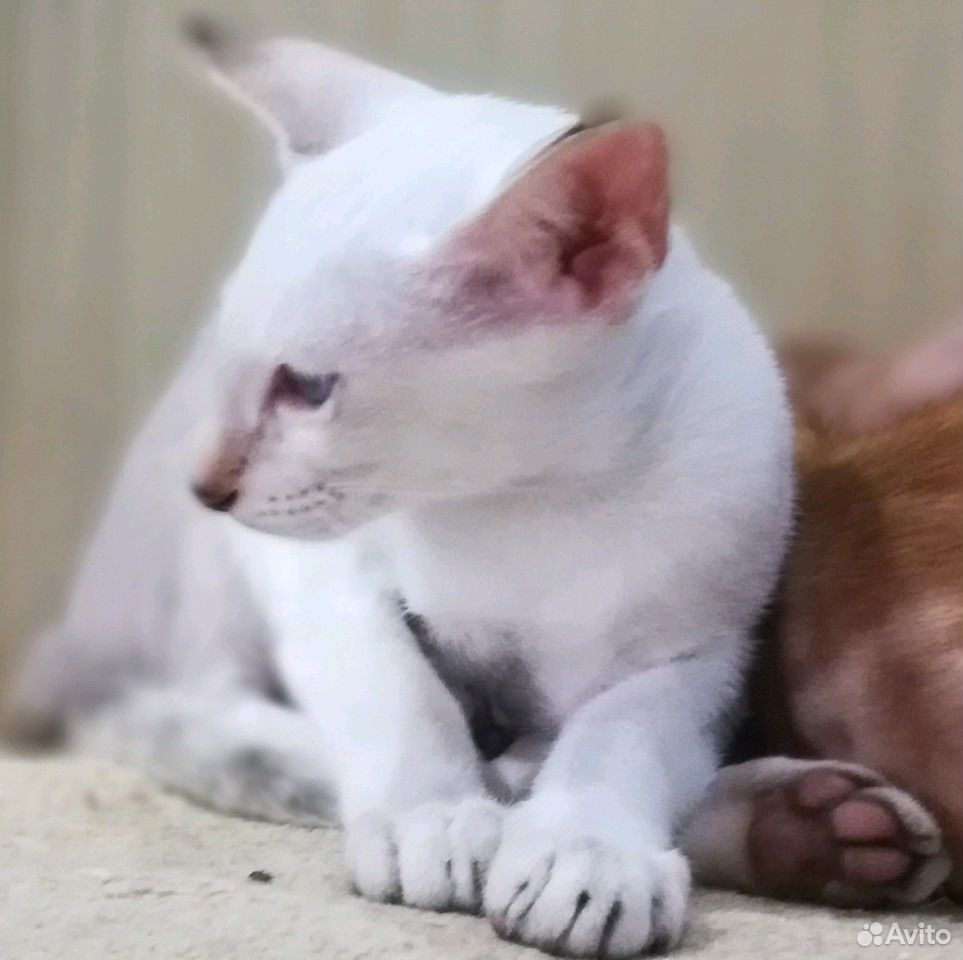 Шоколадный сиамчик