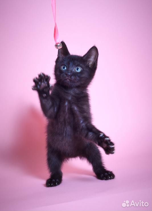 Два брата,акробата,чисто смоль и с белыми отмети