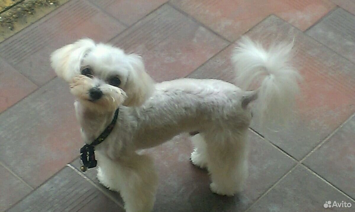 Мальчик (Мальтезе) ищет девочку для случки