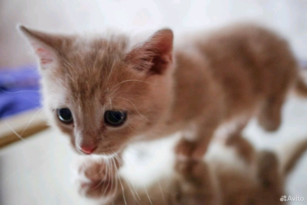 Потрясающие котята Манчкины