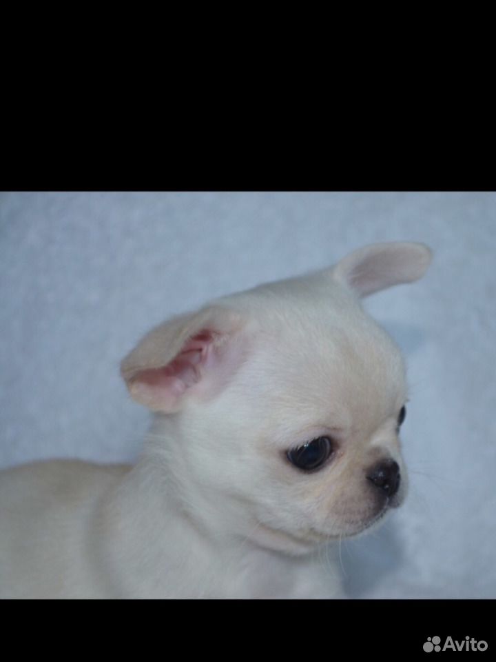 Мини мальчуган